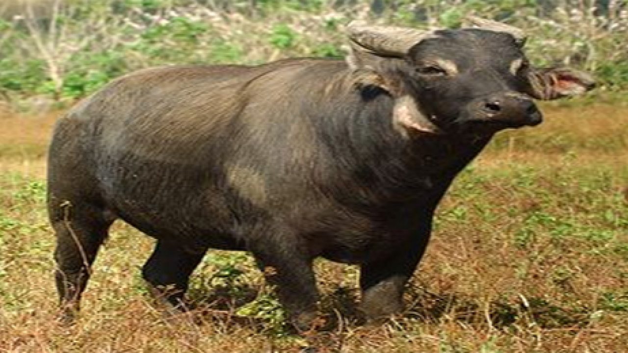 Pambansang Hayop Ng Pilipinas Tamaraw