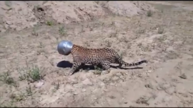 Leopard's head gets stuck in metal pot as it searches for water