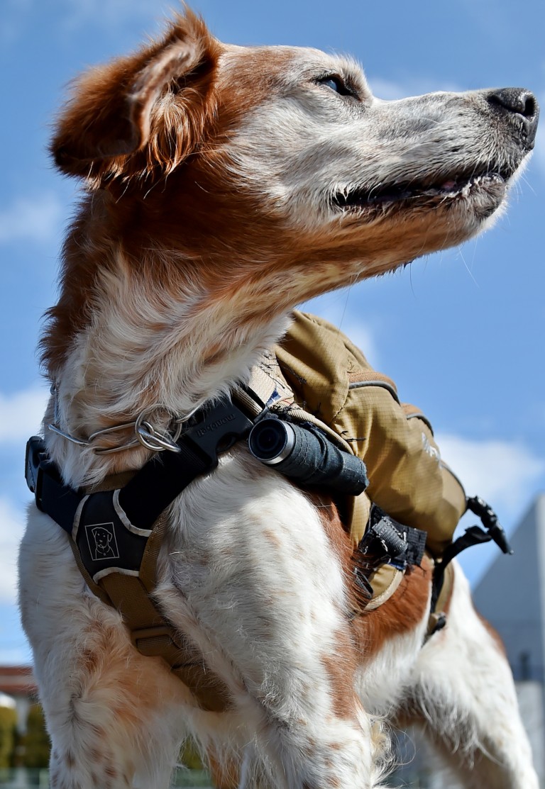 Japan 'robo' dogs eyed for quake rescue missions
