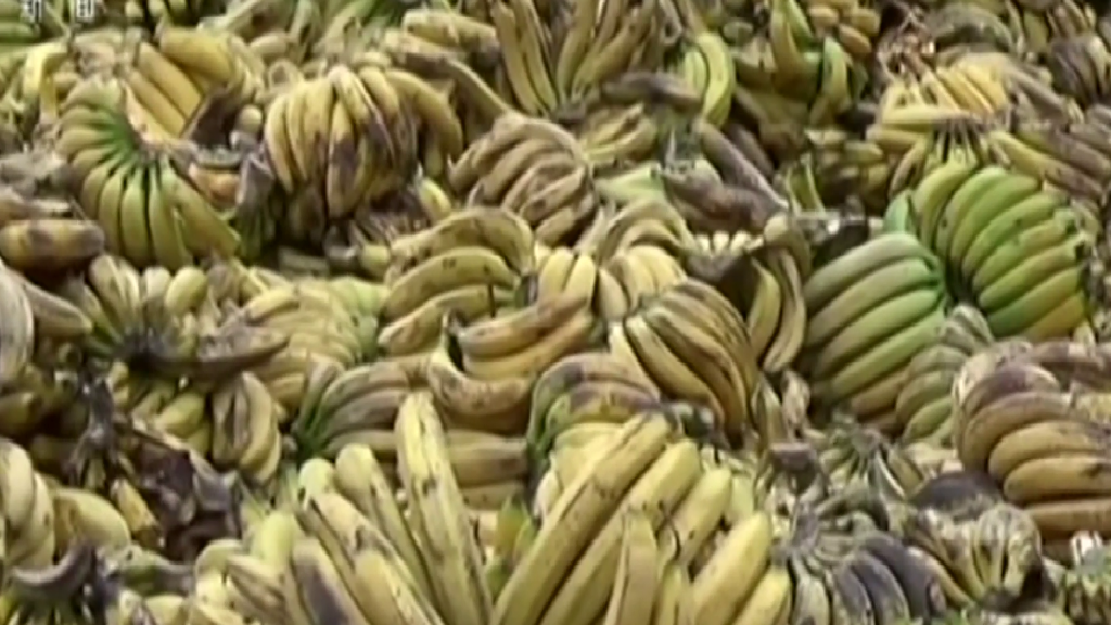 Pinsala sa mga saging, lalong pinangangambahan