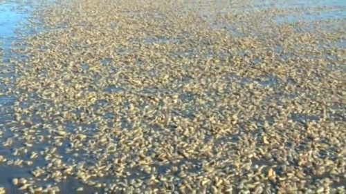Red tide affects thousands of molluscs along Chile's coast