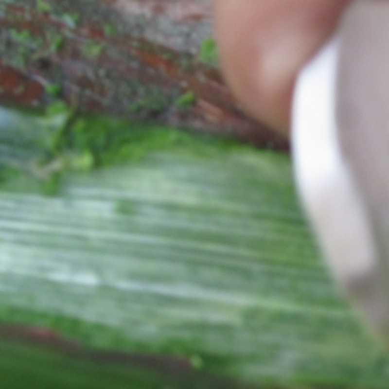 Aklan, Piña Fiber Capital of the Philippines