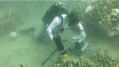 Underwater microscope shows corals competing for space on reef