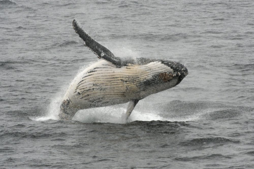 Most humpback whales taken off US endangered species list