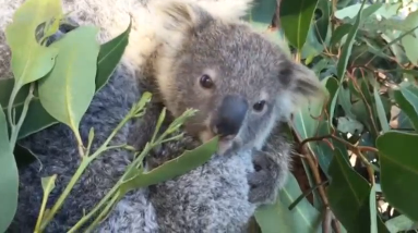 Sydney zoo welcomes baby koala