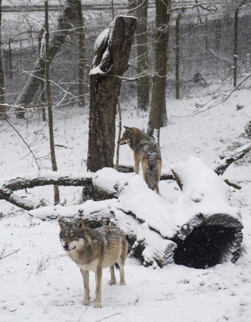 Wolves return to Denmark for first time in 200 years