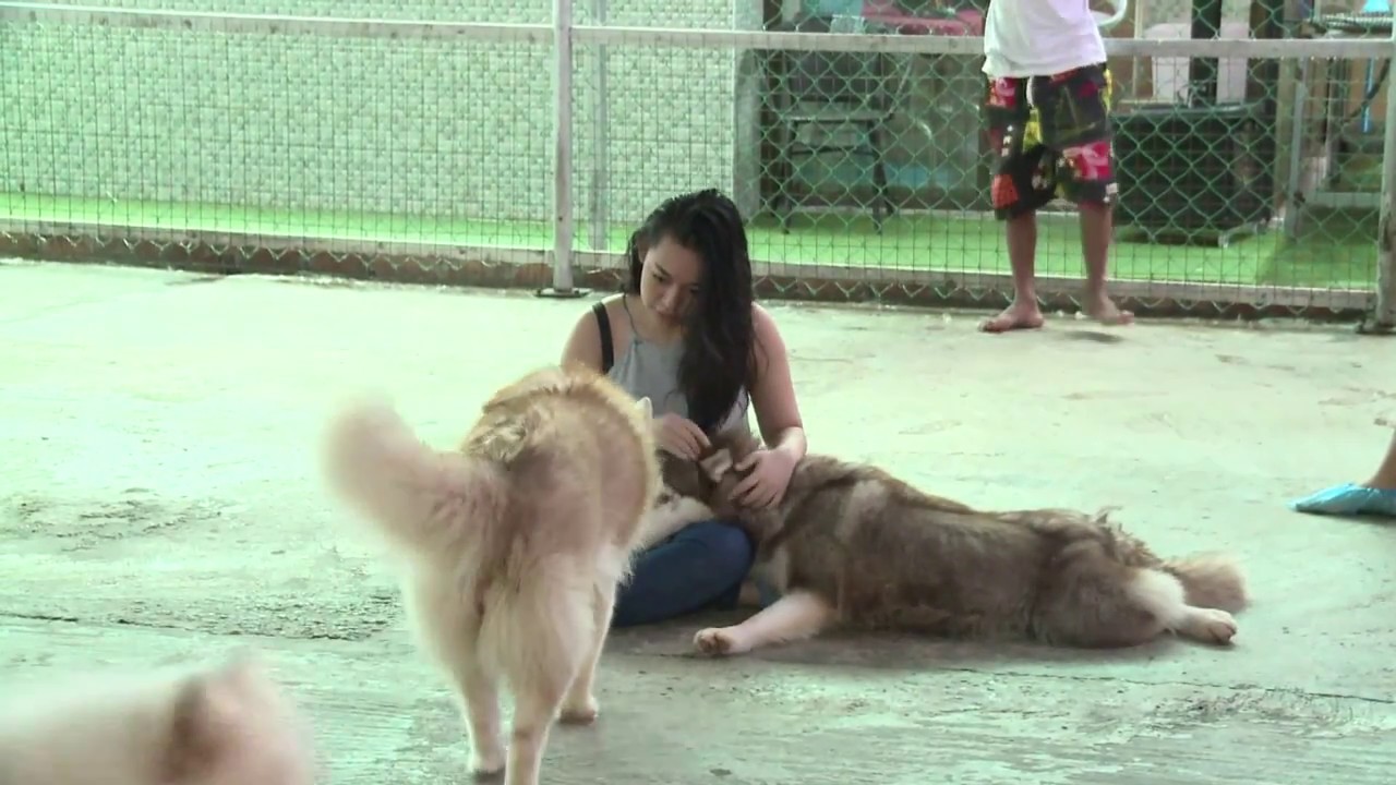 Pet cafe trend cat-ching on in Yangon - Eagle News