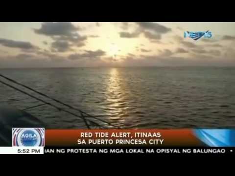 Red tide alert, itinaas sa Puerto Princesa City