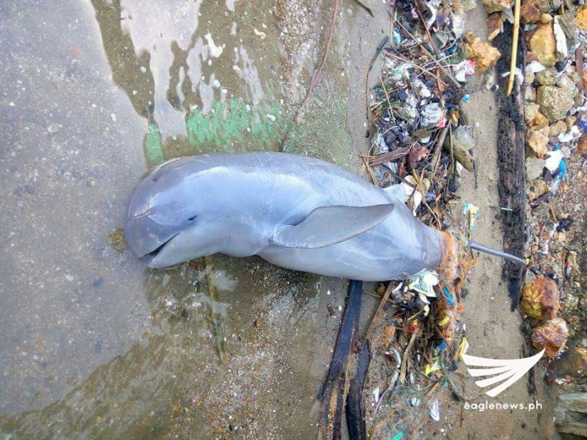 Patay na Irrawaddy dolphin natagpuan sa pampang ng Malampaya Sound