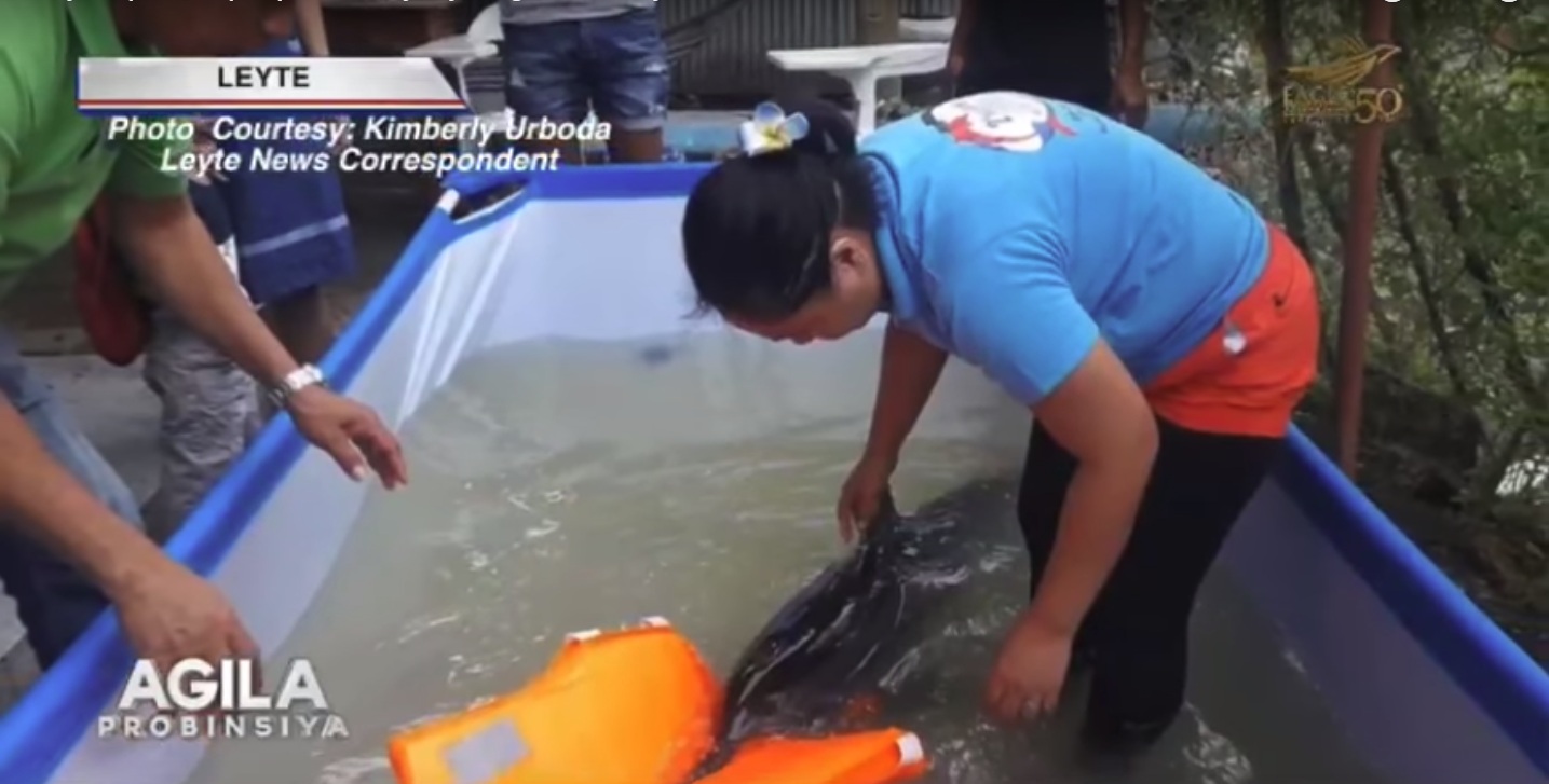 Baby dolphin, napadpad sa baybayin ng Ormoc City