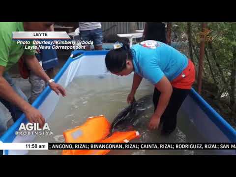 Baby dolphin, napadpad sa baybayin ng Ormoc City - Eagle News