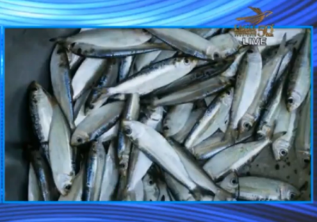 IUCN marks "tawilis" as critically endangered species