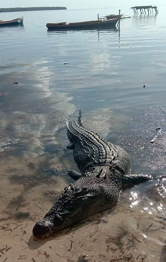 Huge saltwater croc kills fisherman in latest attack in Palawan