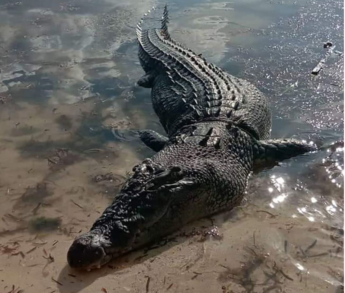 Huge saltwater croc kills fisherman in latest attack in Palawan