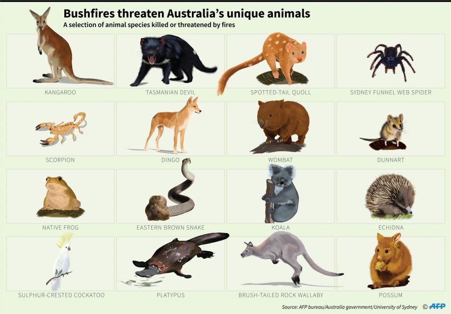 Australia fires 'devastating habitats' of endangered species