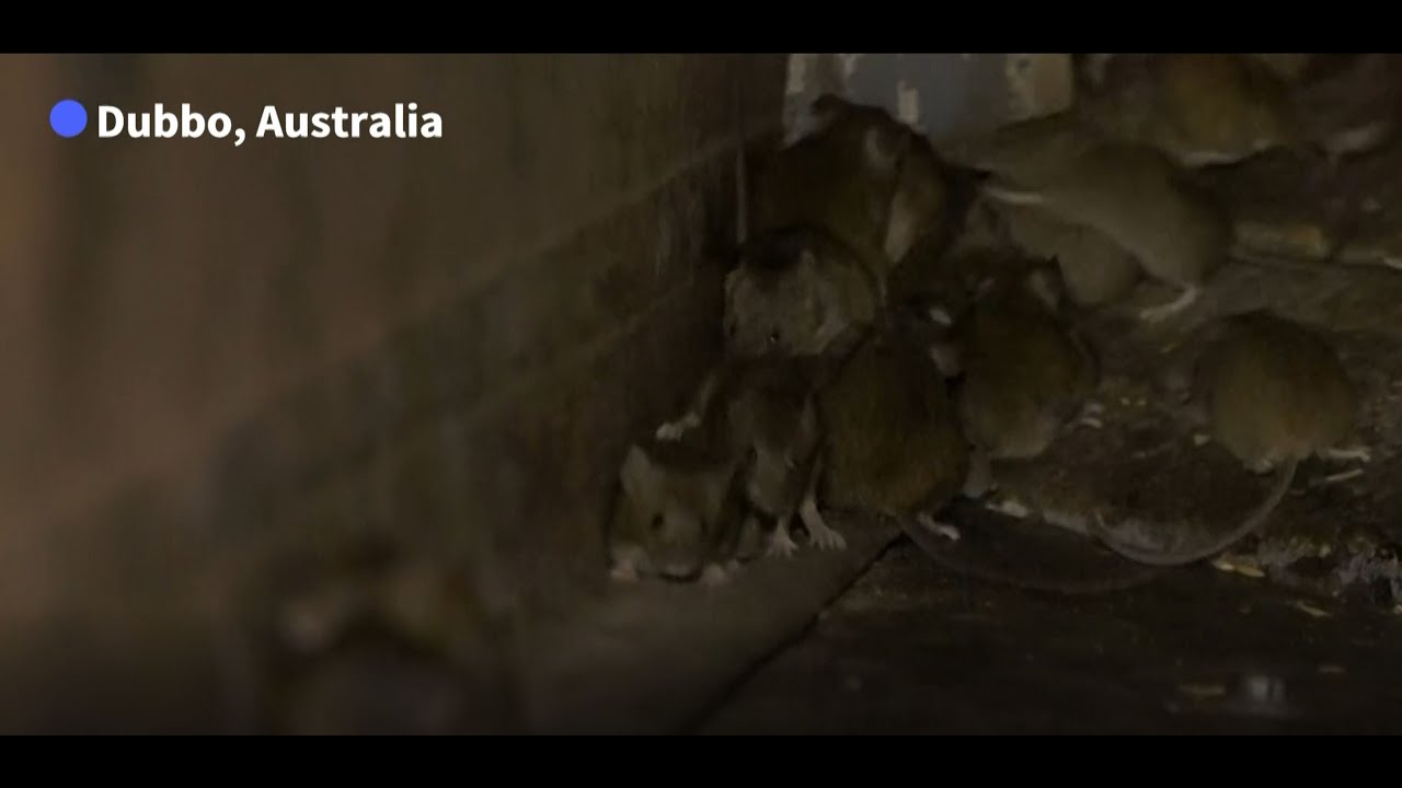 Nature bites back: Animals push human boundaries - Eagle News