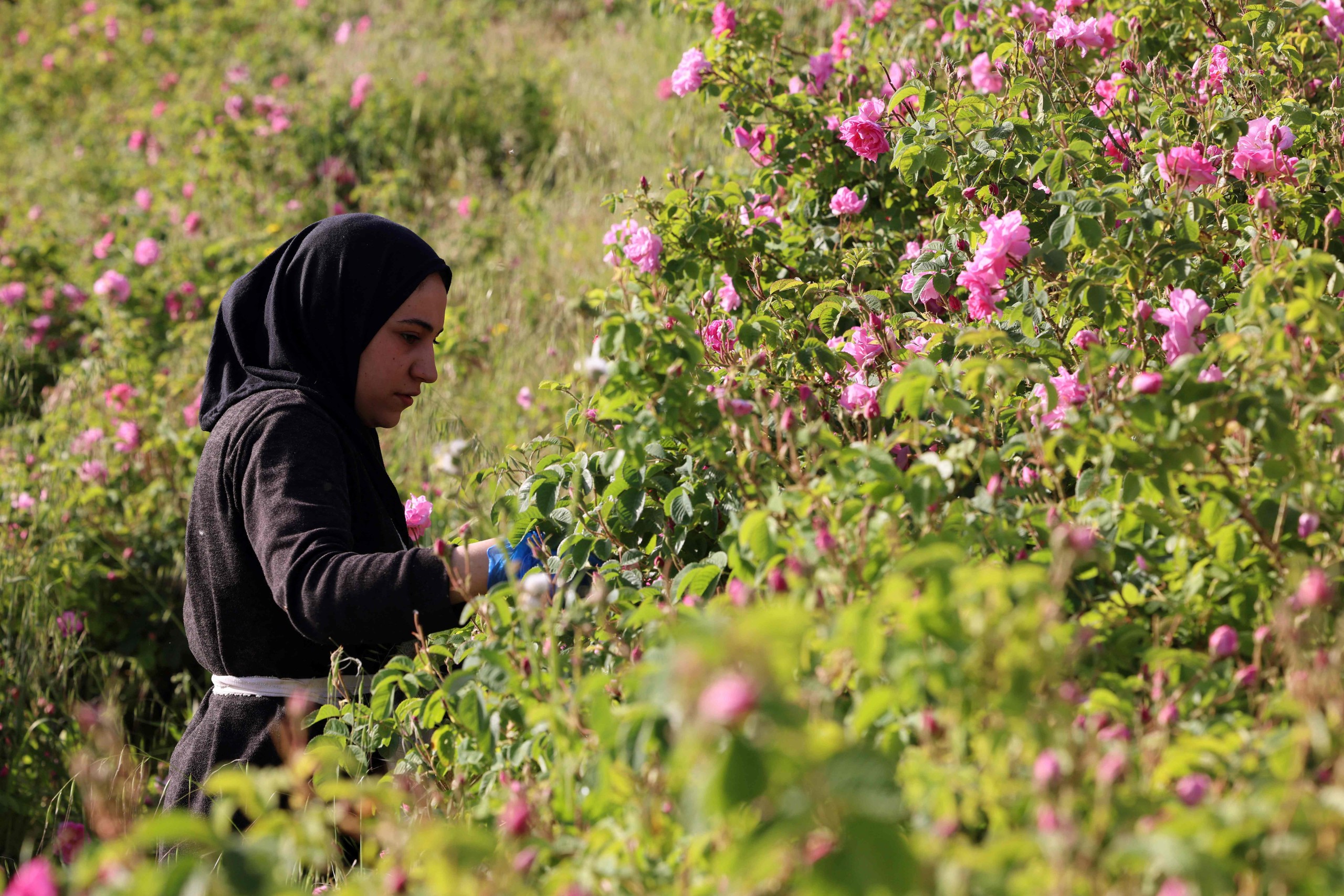 LEBANON-AGRICULTURE-ROSES - Eagle News