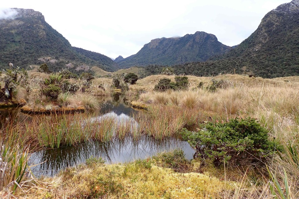 New species of snake found in Peru named after Harrison Ford