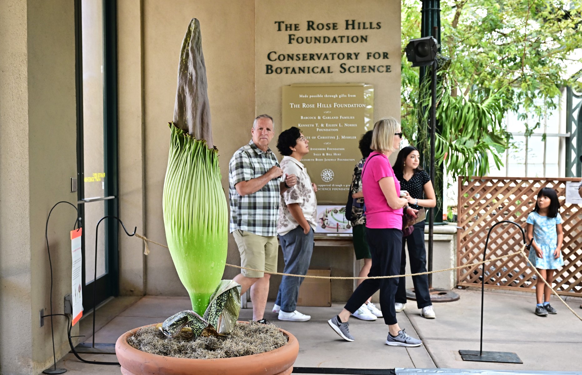 'Like an urban dumpster': rare corpse flower stinks out California