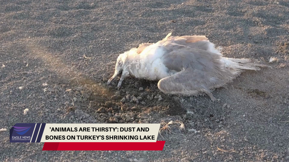 'Animals are thirsty': Dust and bones on Turkey's shrinking lake