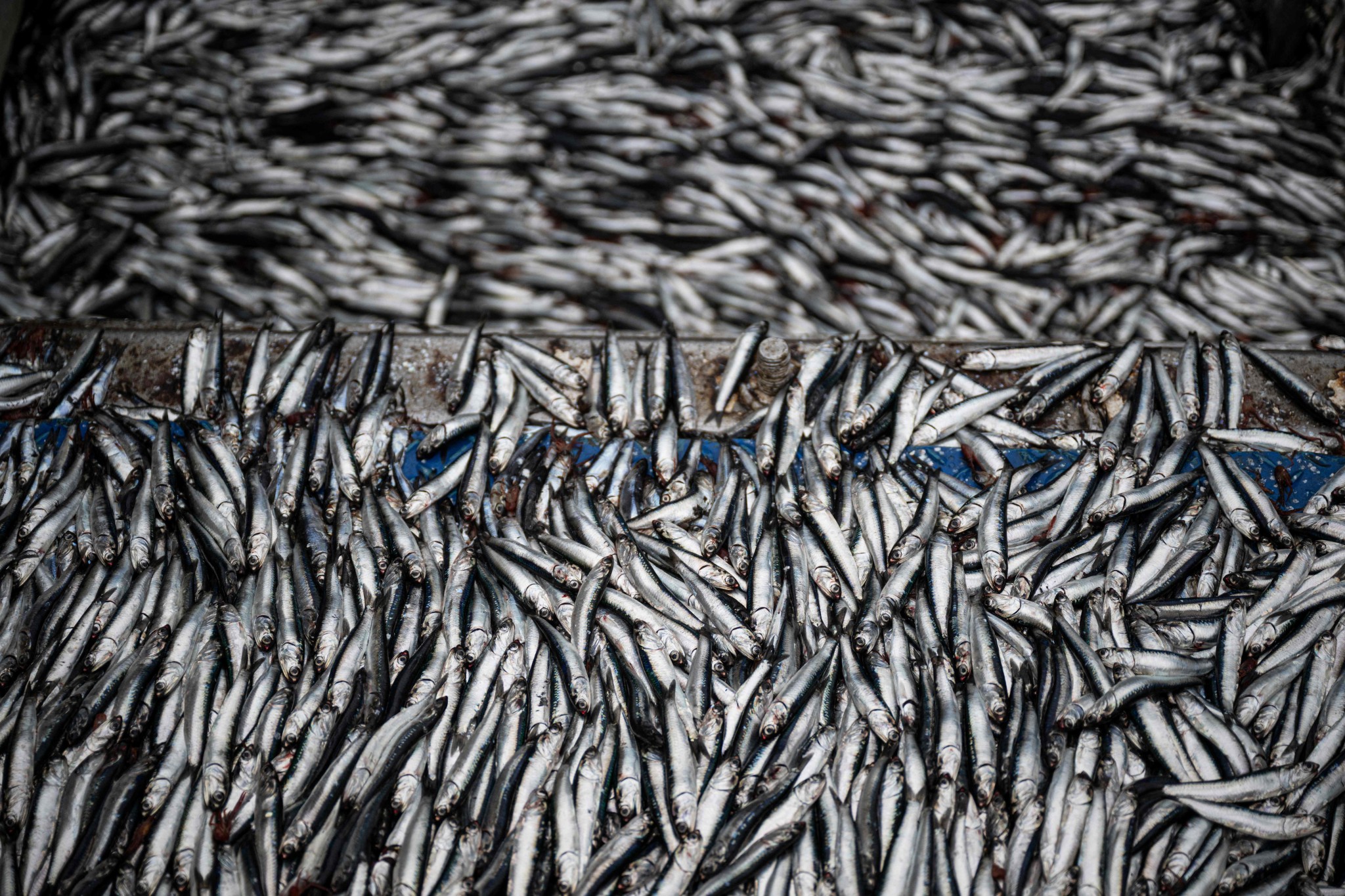 Freshwater fish swim into trouble as climate change increases threat: IUCN