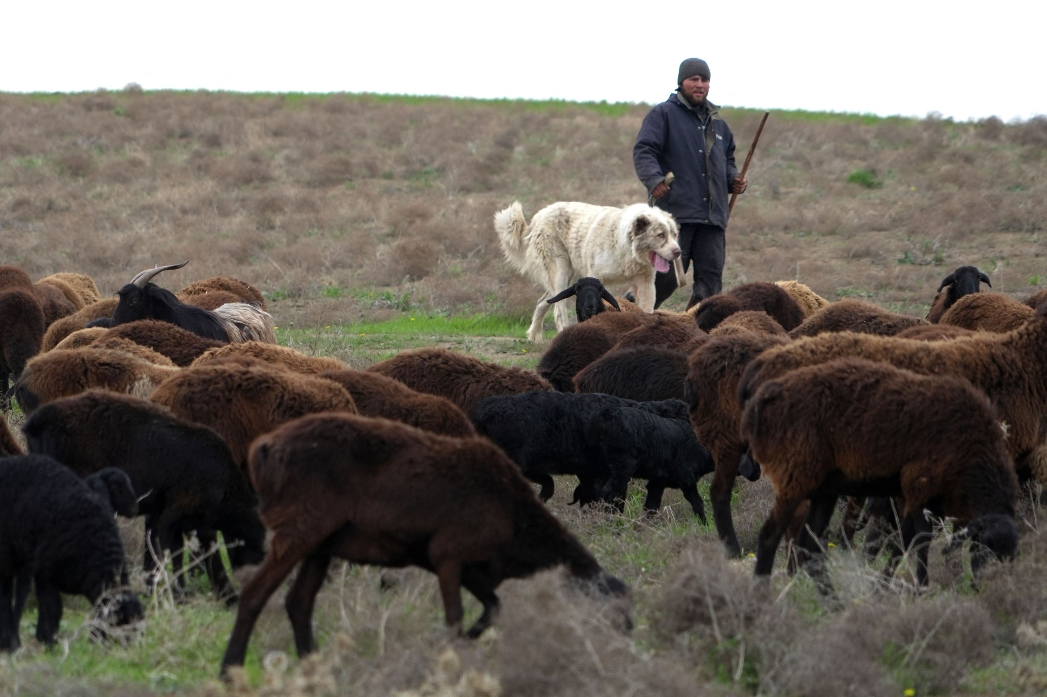 The giant sheep helping Tajikistan weather climate change